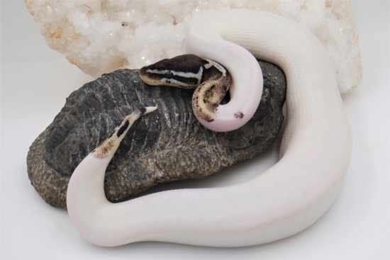 TSK Axanthic Pied Ball Python by Madusa's Morphs