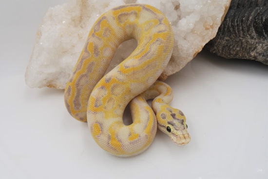 Pastel Leopard Enchi Puma Ball Python by Madusa's Morphs