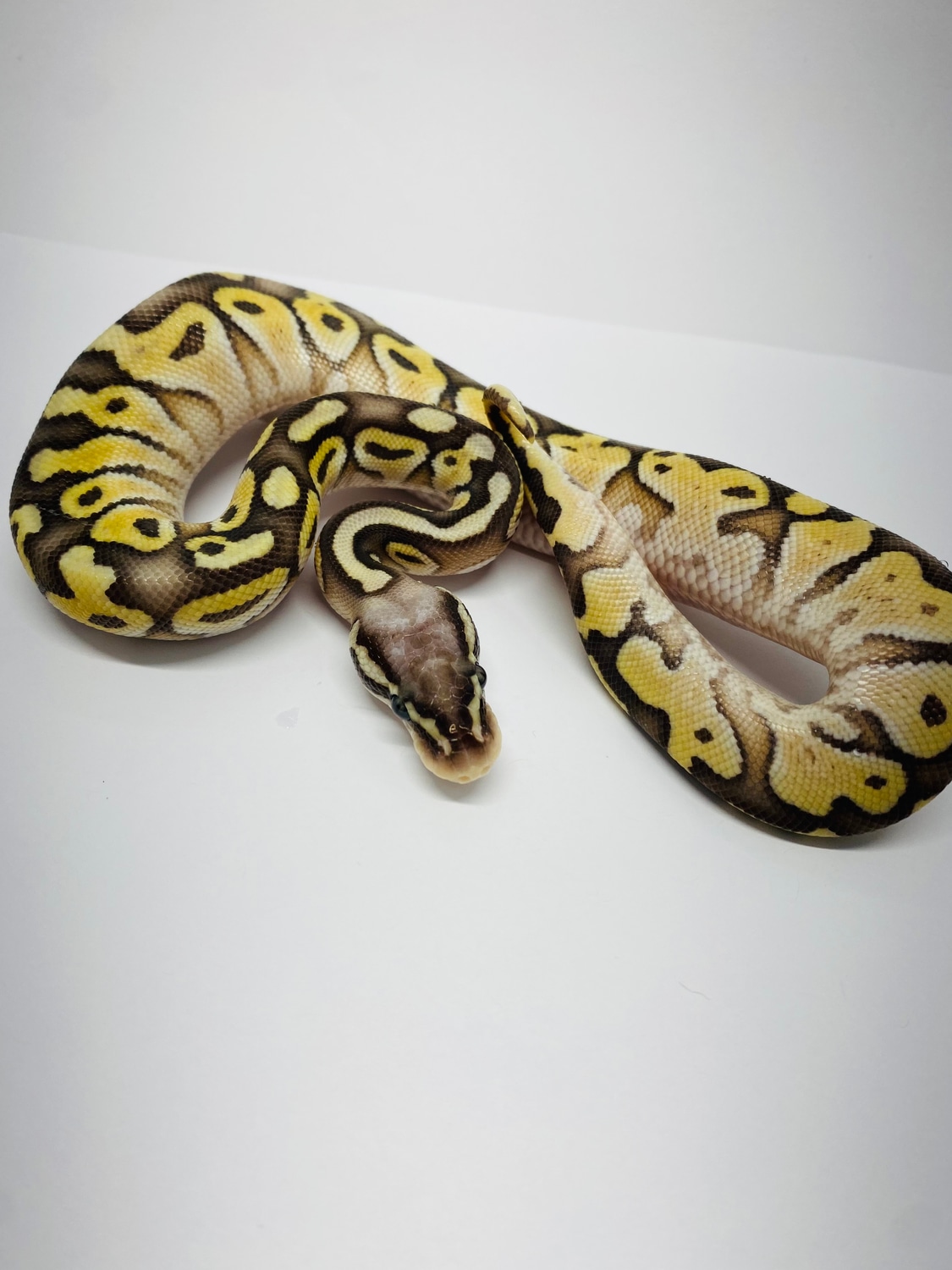 Super-pastel Butter Ball Python by Mad World Of Morphology - MorphMarket