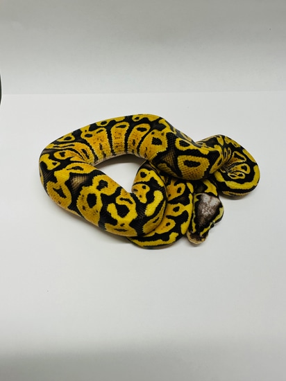 Super-Pastel Citrus-Pastel Het Hypo Ball Python by Mad World Of Morphology