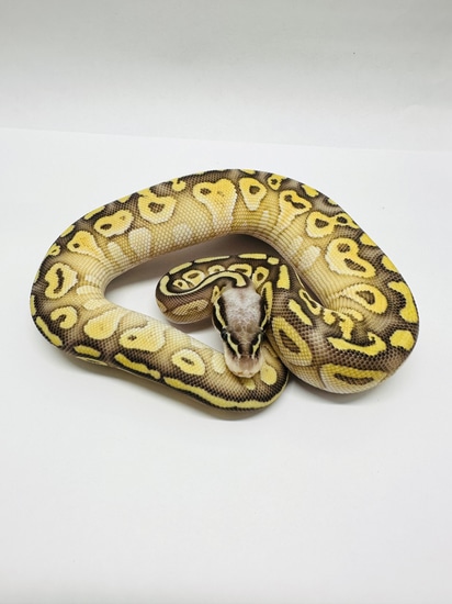 Super-Pastel Citrus-Pastel Butter Vanilla Het Hypo Ball Python by Mad ...