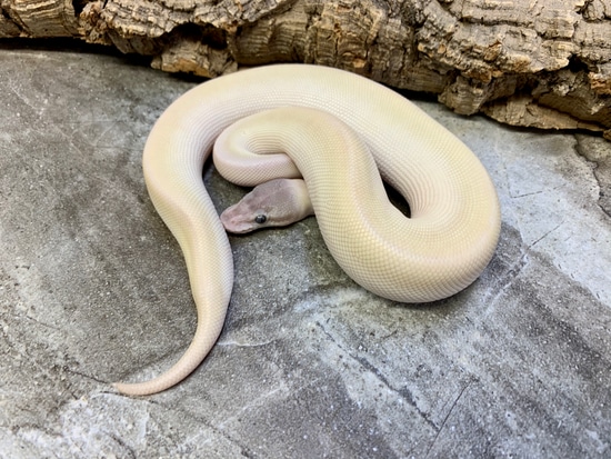 Super Mojave BEL Female Ball Python by Maestro Exotics