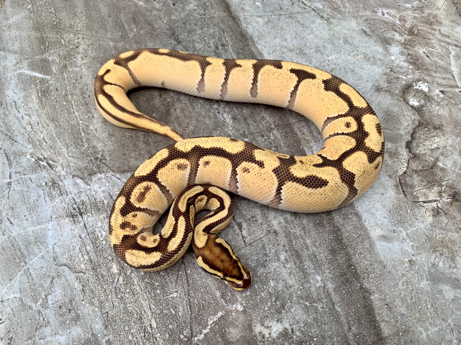 Orange Dream Enchi Fire Male Ball Python by Maestro Exotics - MorphMarket
