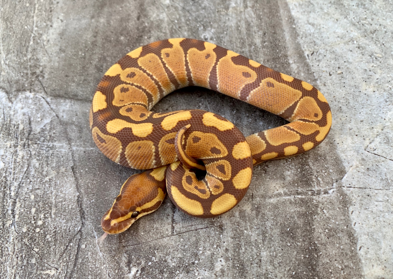 Ultramel Poss Het Ghost Female Ball Python by Maestro Exotics - MorphMarket