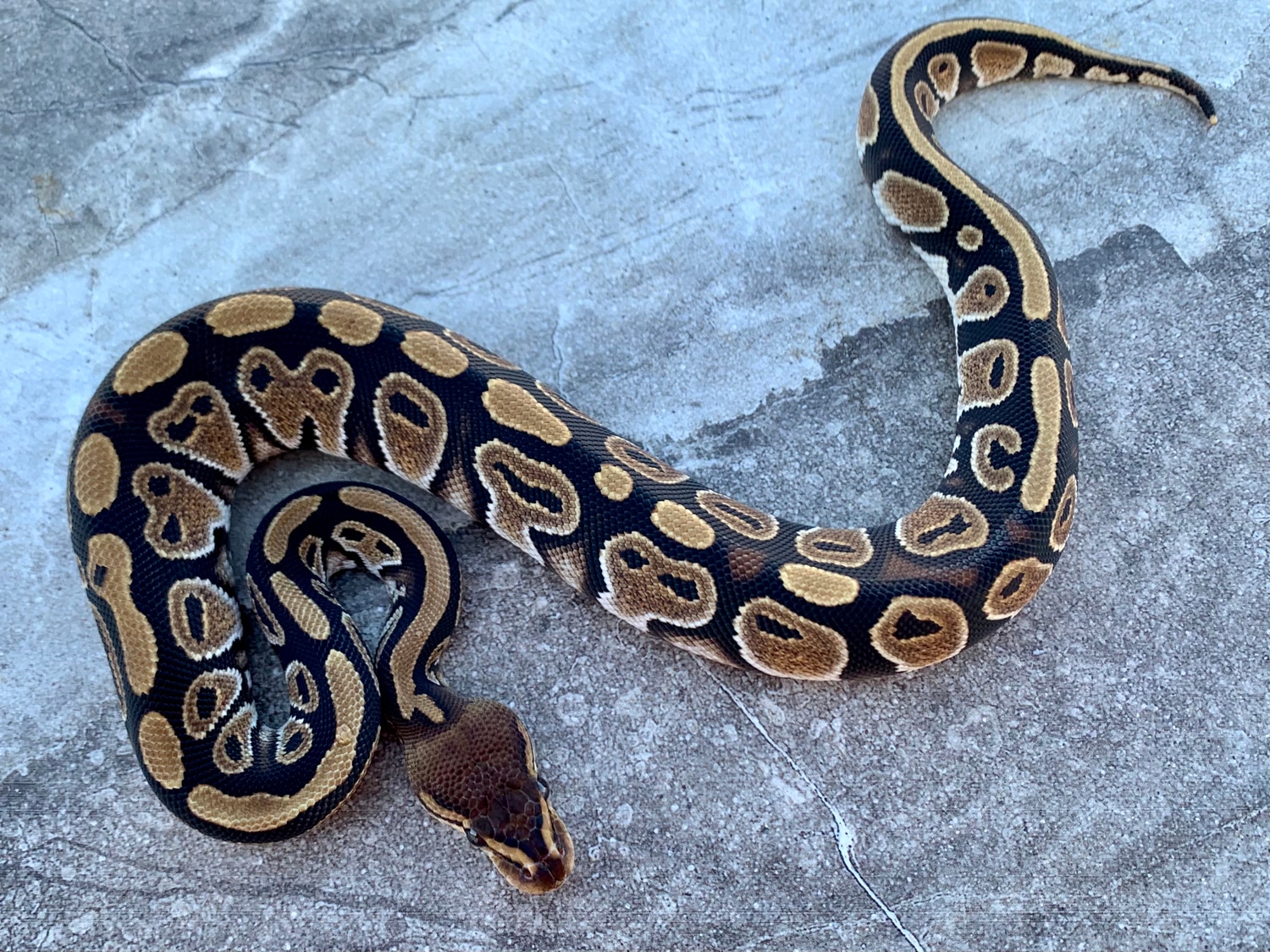 Cypress Female Ball Python by Maestro Exotics - MorphMarket