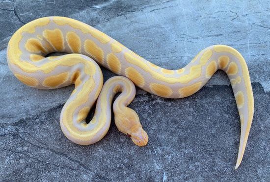 Cypress Candino Female Ball Python by Maestro Exotics