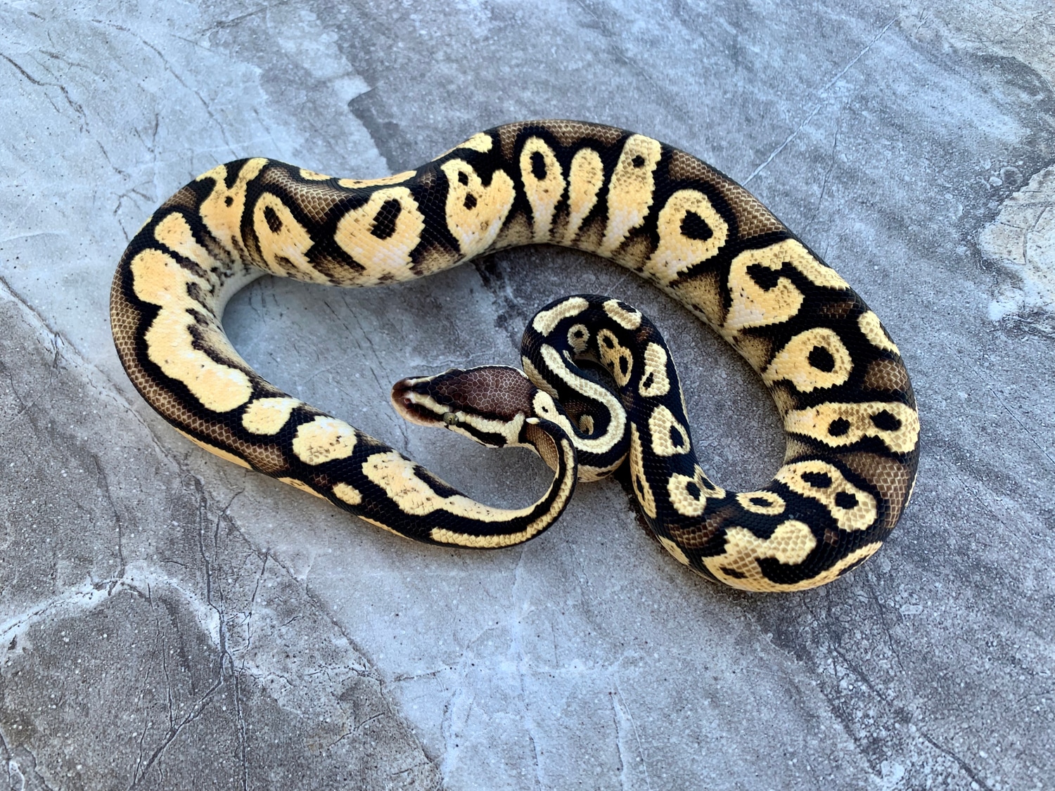 Pastel Yellowbelly Calico Male Ball Python by Maestro Exotics - MorphMarket
