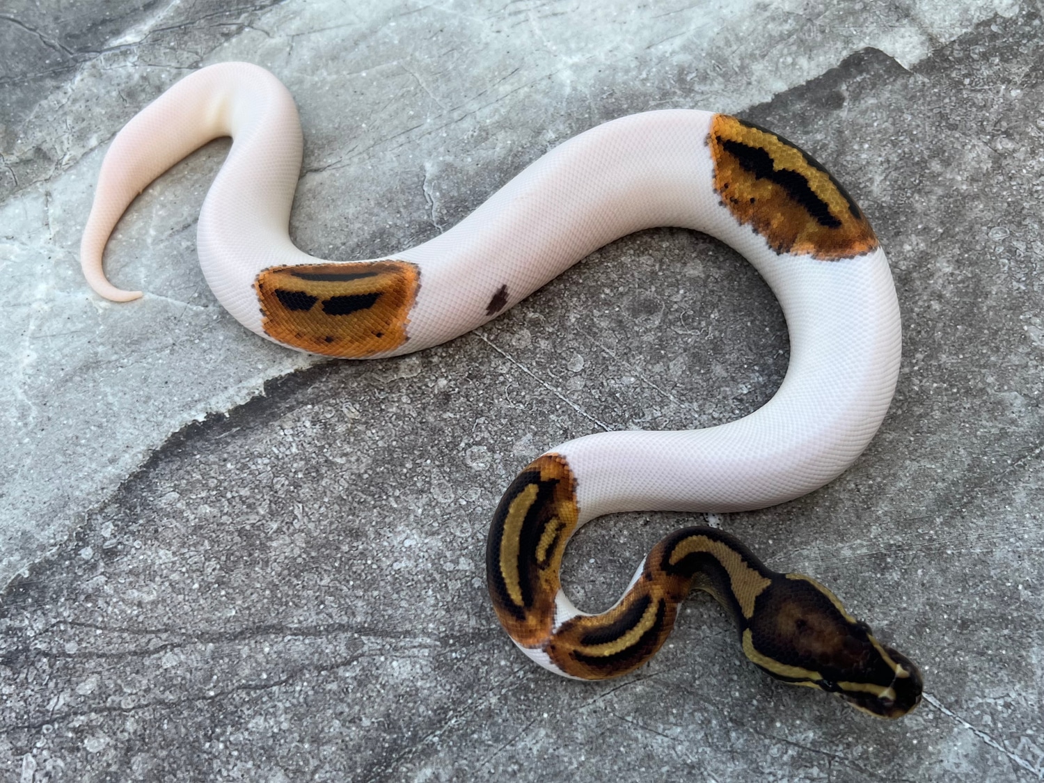 Piebald Poss Vanilla Female Ball Python by Maestro Exotics - MorphMarket