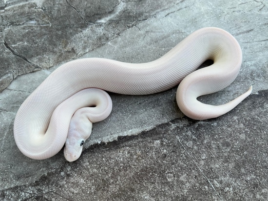 BEL (Mojave/Lesser Pastel) Male Ball Python by Maestro Exotics