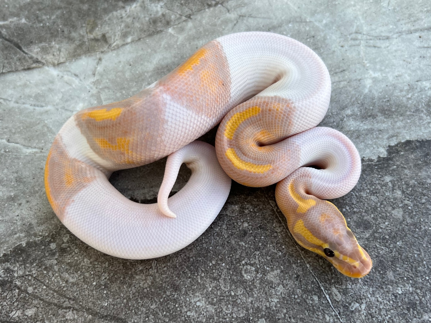 Banana Piebald Male Ball Python by Maestro Exotics - MorphMarket