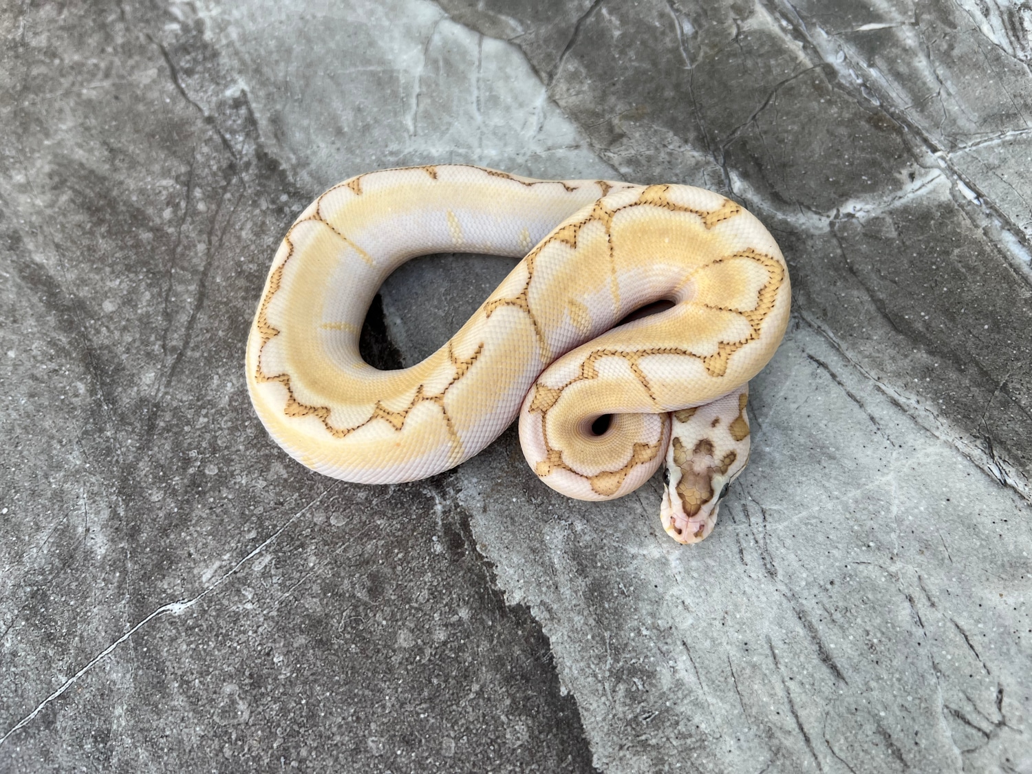 Bamboo Enchi Spider Poss Het Clown Male Ball Python by Maestro Exotics ...