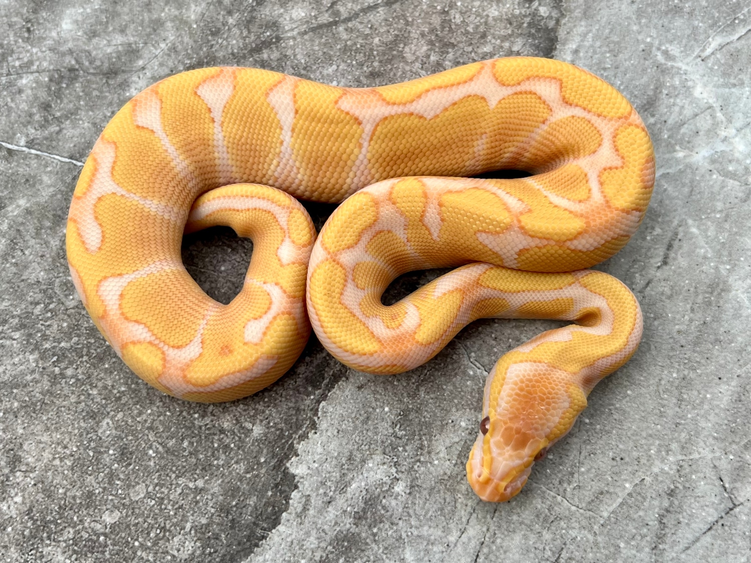 Enchi Lavender Albino Male Ball Python by Maestro Exotics - MorphMarket