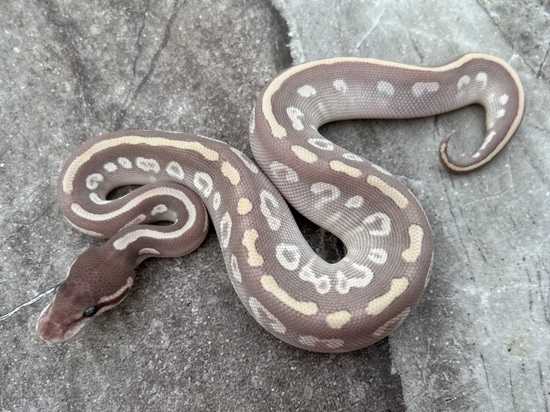 Purple Passion Male Ball Python by Maestro Exotics