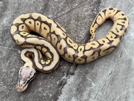 Killerbee Mojave Male Ball Python by Maestro Exotics
