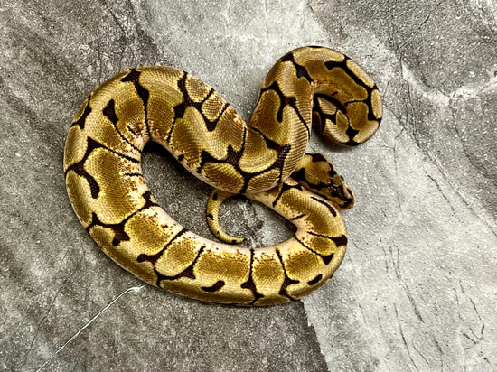 Enchi Spider Poss Het Clown Female Ball Python by Maestro Exotics