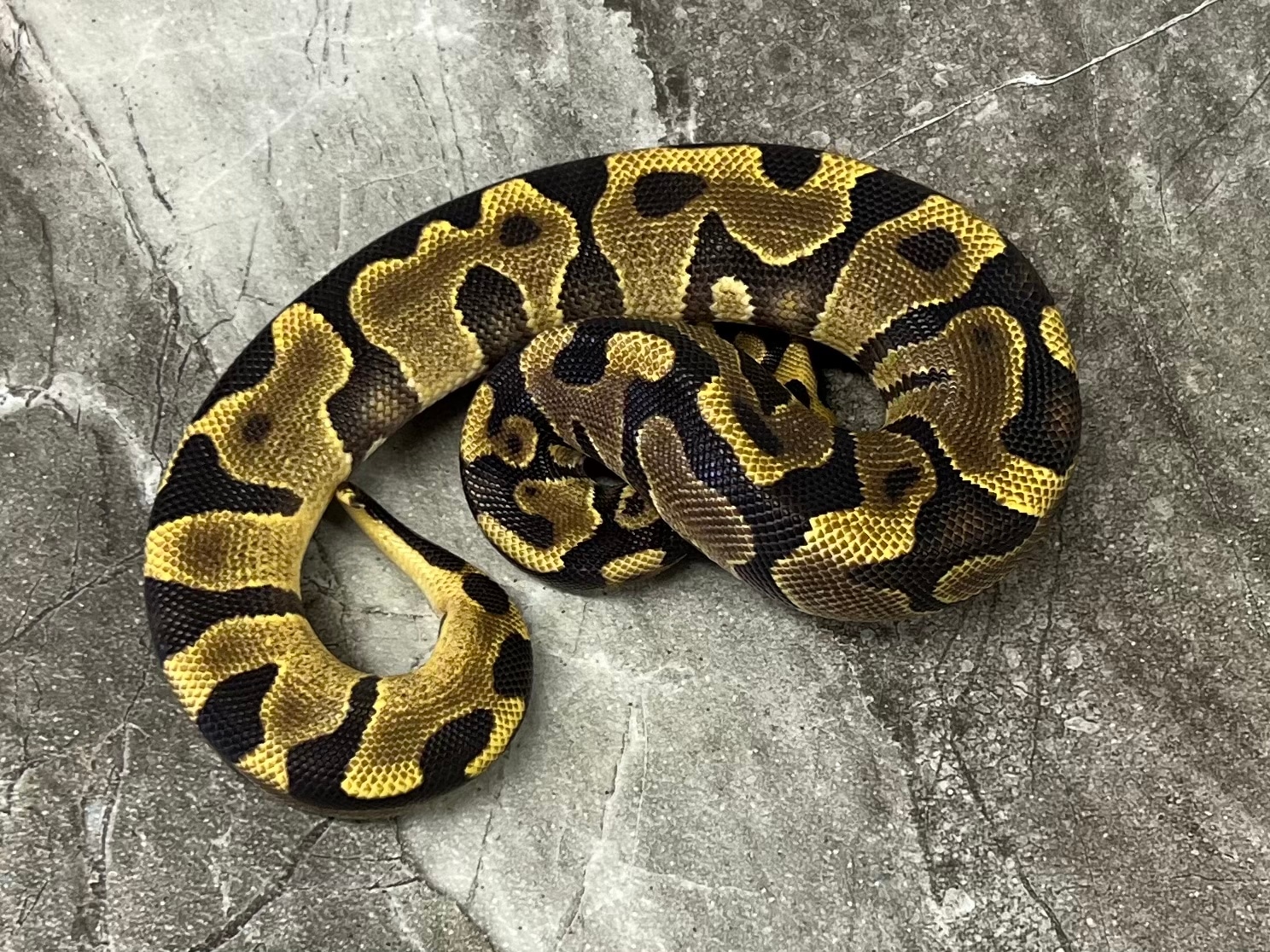 Leopard Enchi Yellowbelly Male Ball Python by Maestro Exotics - MorphMarket