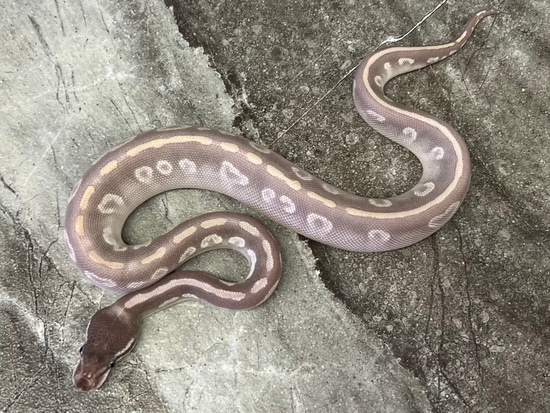 Super Mystic Male Ball Python by Maestro Exotics