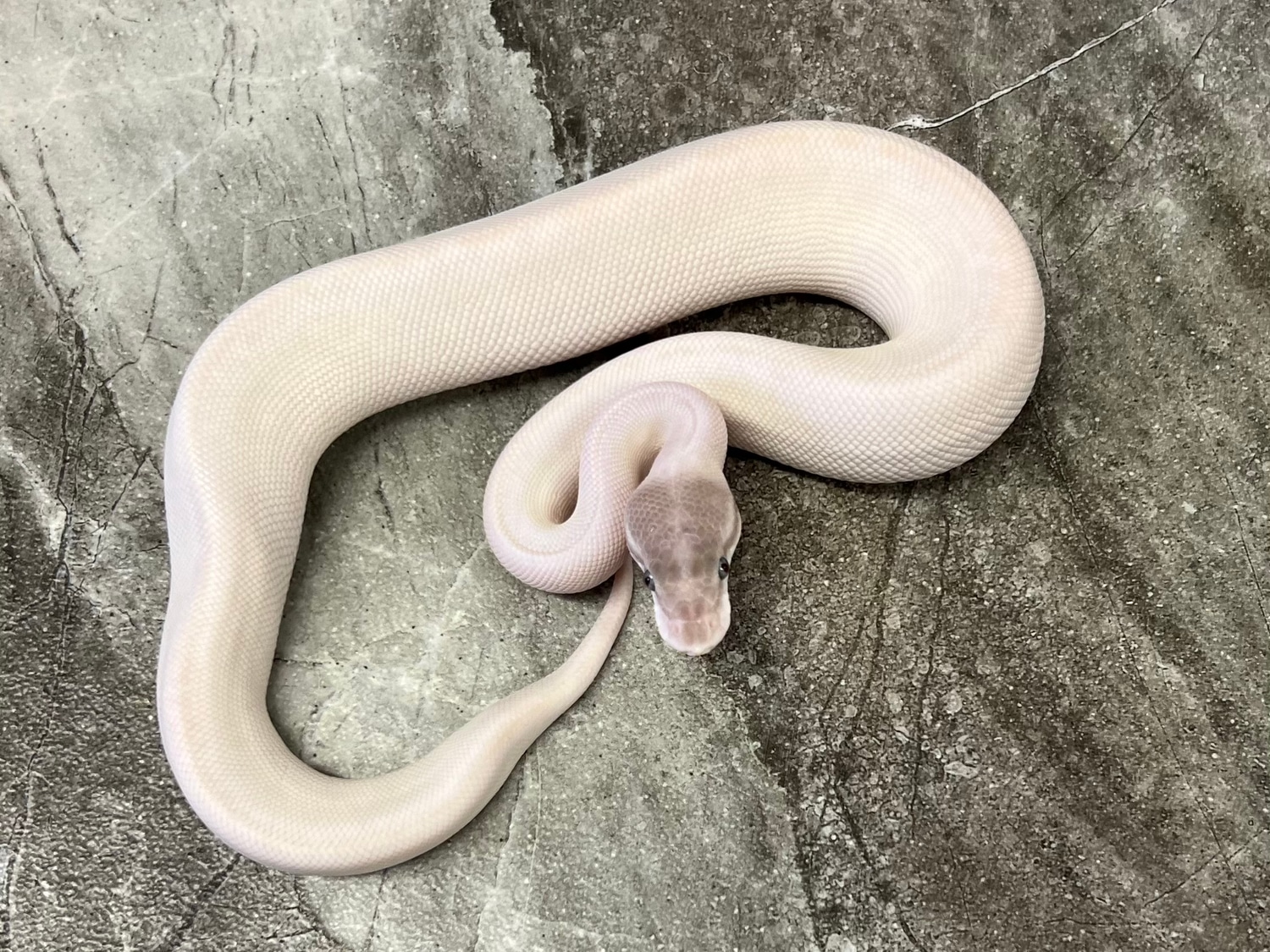 BEL (Super Mojave) Male Ball Python by Maestro Exotics - MorphMarket
