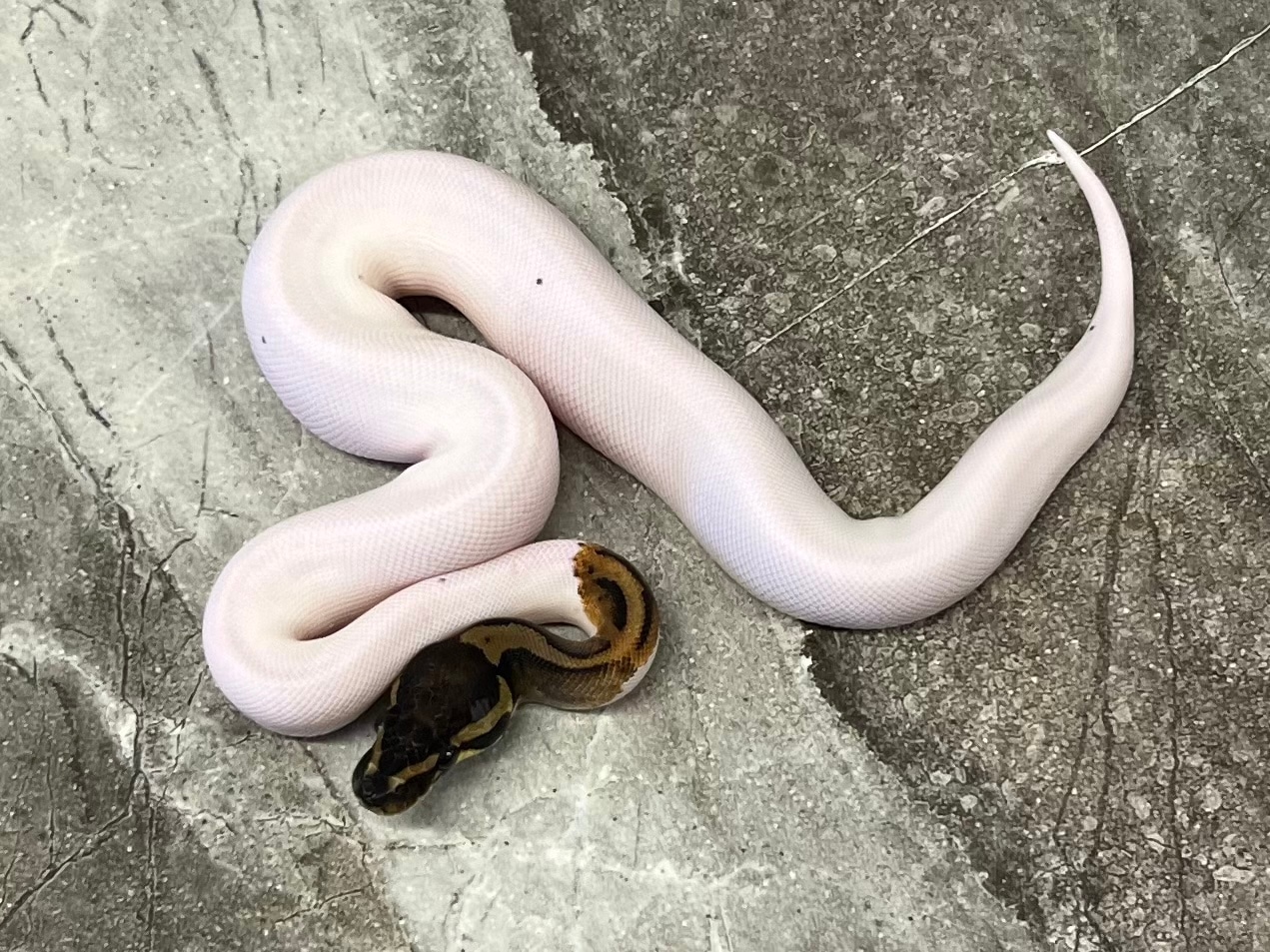 Piebald Male Ball Python by Maestro Exotics - MorphMarket