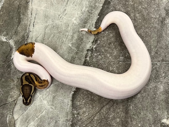 Piebald Female Ball Python by Maestro Exotics
