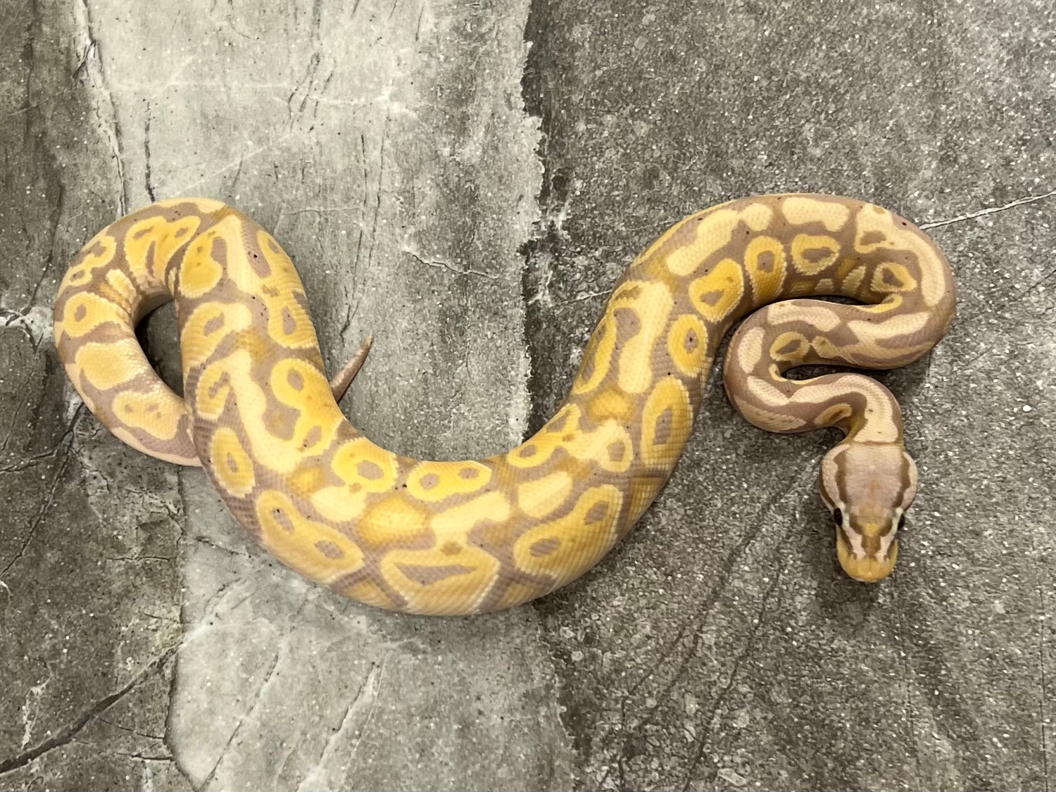 Banana Pastel Honey Poss Het Clown Male Ball Python by Maestro Exotics ...