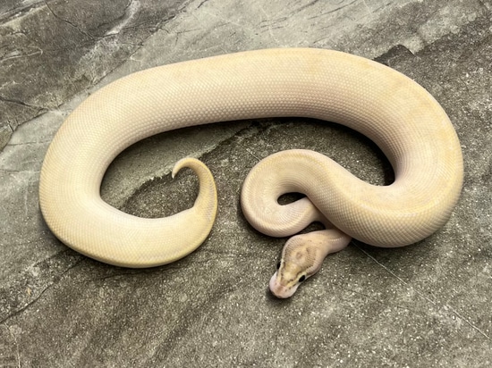 Ivory Female Ball Python by Maestro Exotics