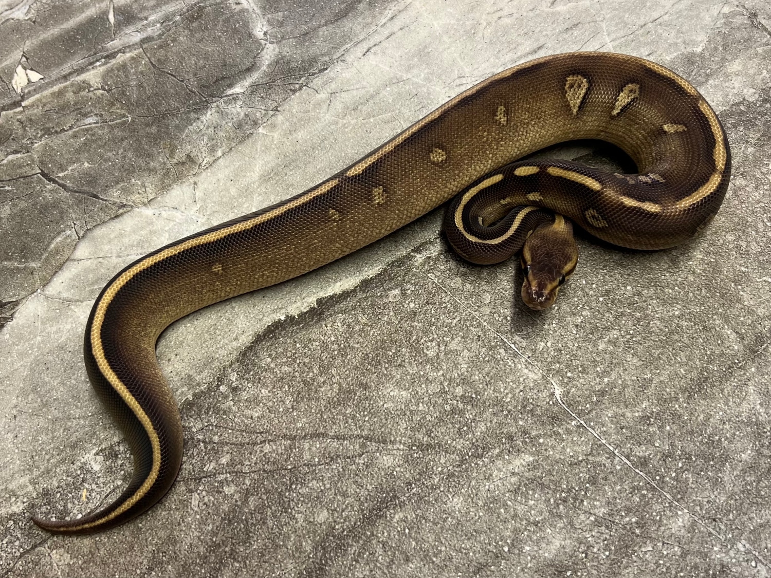 Super Chocolate Mojave Poss Het Lavender Male Ball Python by Maestro Exotics - MorphMarket