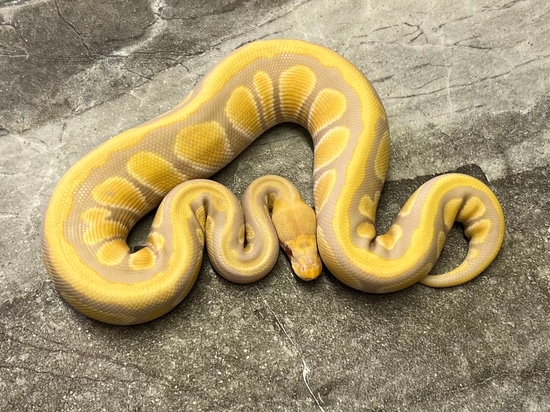 Cypress Candino Male Ball Python by Maestro Exotics