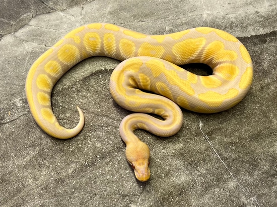 Candino Probable Cypress Female Ball Python by Maestro Exotics