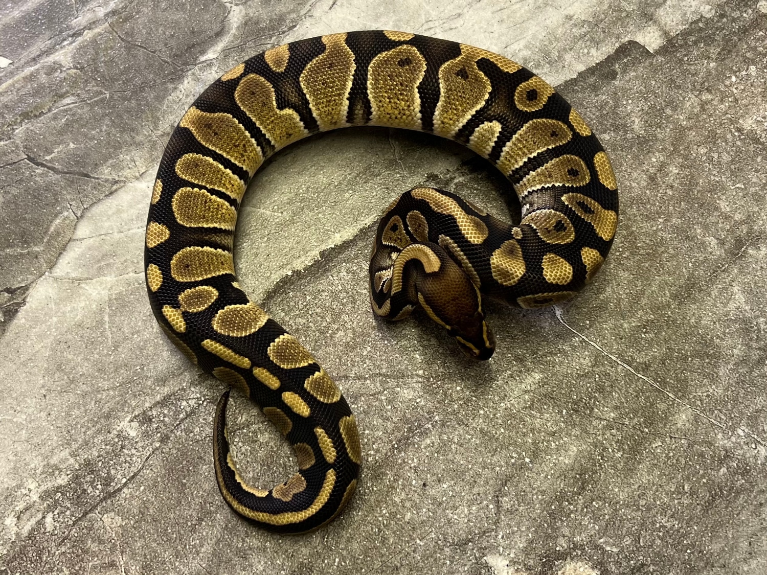 Chocolate Het Lavender Albino Female Ball Python by Maestro Exotics ...