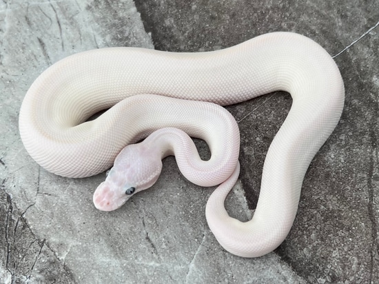 Super Mojave Pastel Male Ball Python by Maestro Exotics