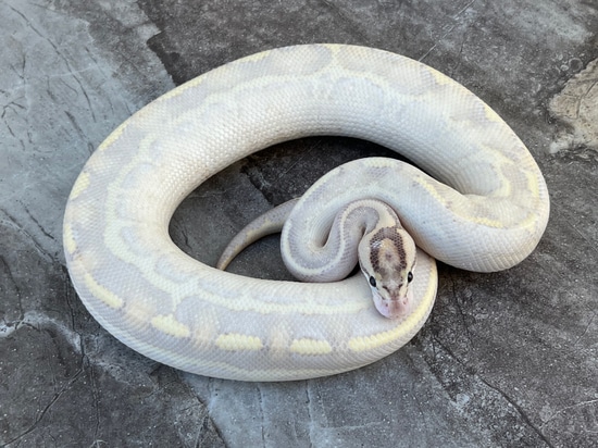 Leopard Enchi Ivory Male Ball Python by Maestro Exotics