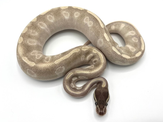 Mystic Potion Black Pastel Female Ball Python by Maestro Exotics