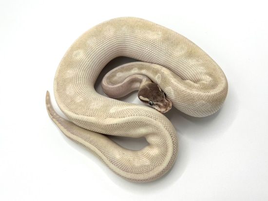 Mystic Potion Black Pastel Female Ball Python by Maestro Exotics