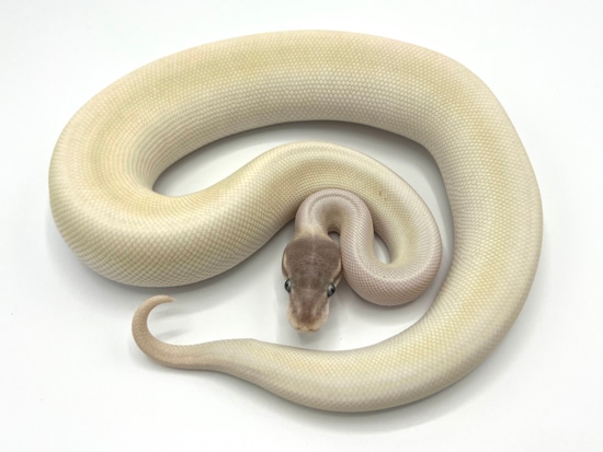 Super Mojave (BEL) Female Ball Python by Maestro Exotics
