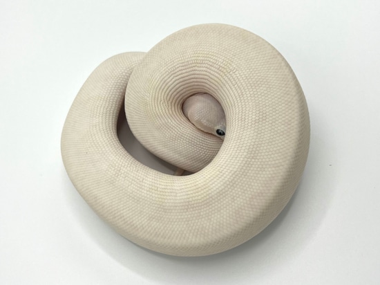 BEL W/ Spider Female Ball Python by Maestro Exotics