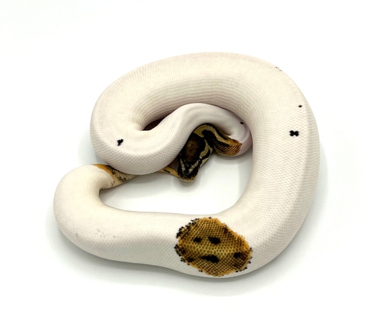 Piebald Female Ball Python by Maestro Exotics
