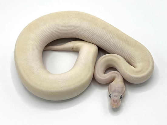 Super Mojave Pastel Female Ball Python by Maestro Exotics