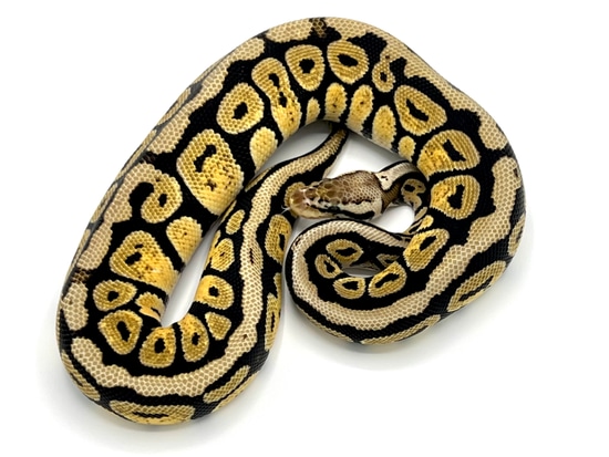 Pastel Spotnose Poss Het Clown Female Ball Python by Maestro Exotics