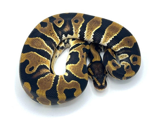 Triple Het DG Clown Piebald Male Ball Python by Maestro Exotics