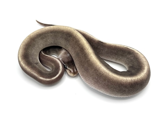 GHI Black Pewter Mojave Female Ball Python by Maestro Exotics