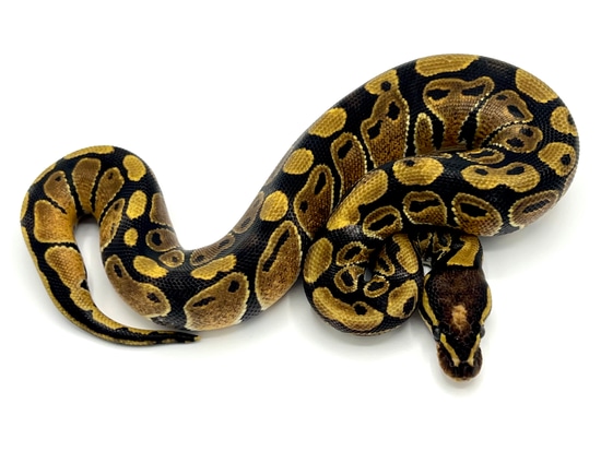 Het Lavender Albino Paradox Female Ball Python by Maestro Exotics
