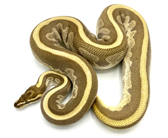 Leopard Lesser Enchi Yellowbelly Male Proven Breeder Ball Python by ...