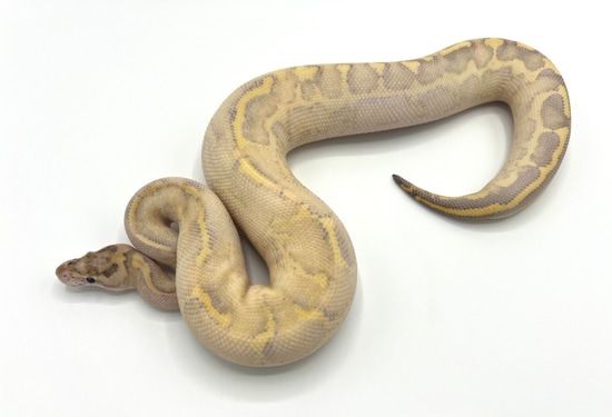 Leopard Ivory Male Ball Python by Maestro Exotics