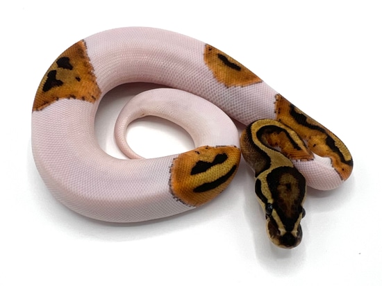 Piebald Female Ball Python by Maestro Exotics