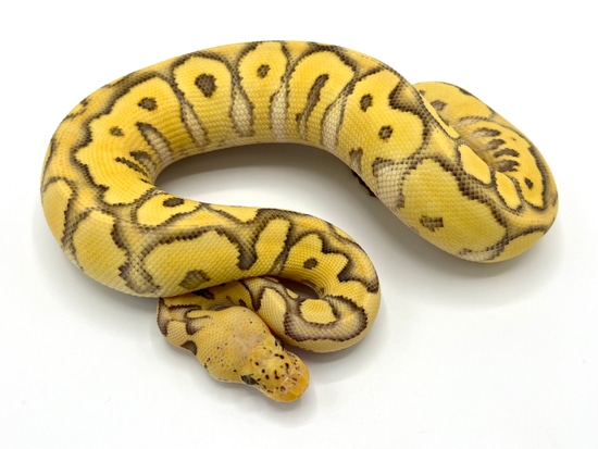 Pastel Hypo DG Clown Female Ball Python by Maestro Exotics
