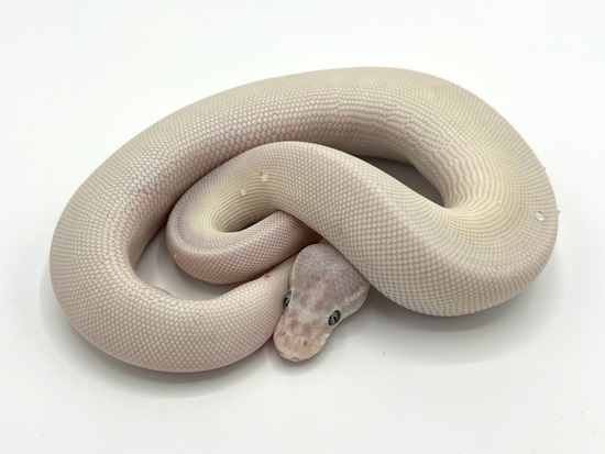 BEL (Super Mojave Pastel) Male Ball Python by Maestro Exotics