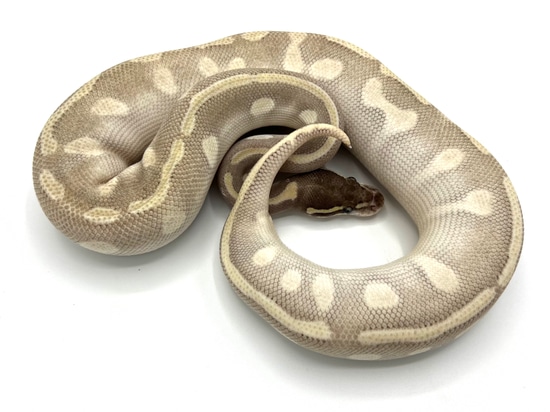 Mystic Potion YB Female Ball Python by Maestro Exotics