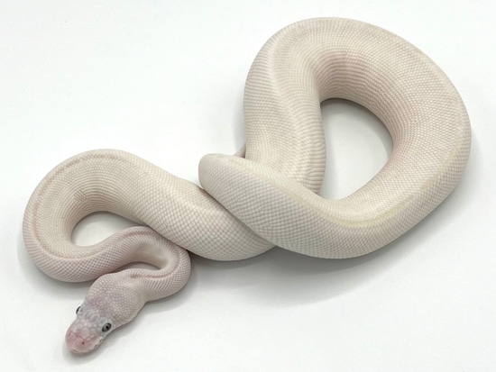 Mystic Potion (Mystic Lesser) Female Ball Python by Maestro Exotics