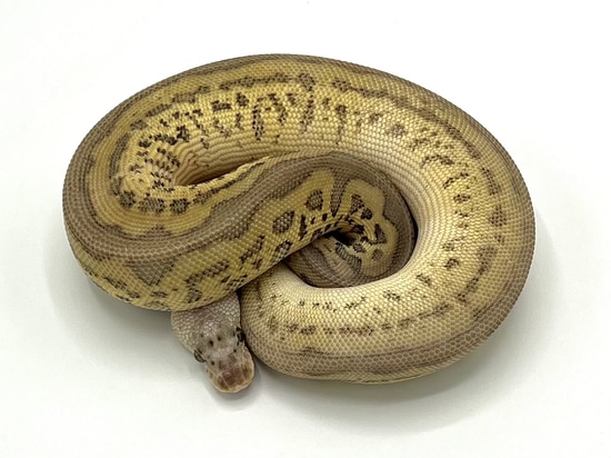 Super Pastel Leopard Clown Het Piebald Female Ball Python by Maestro ...